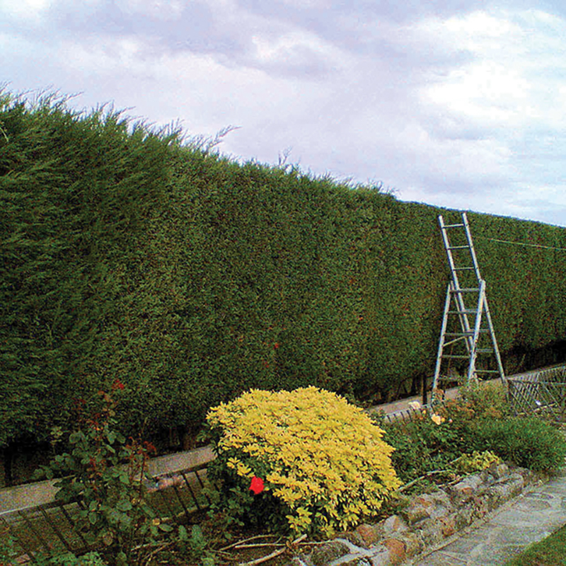 Tree, Hedge & Shrub Work | Breakers Roofing & Building Contractor Ltd